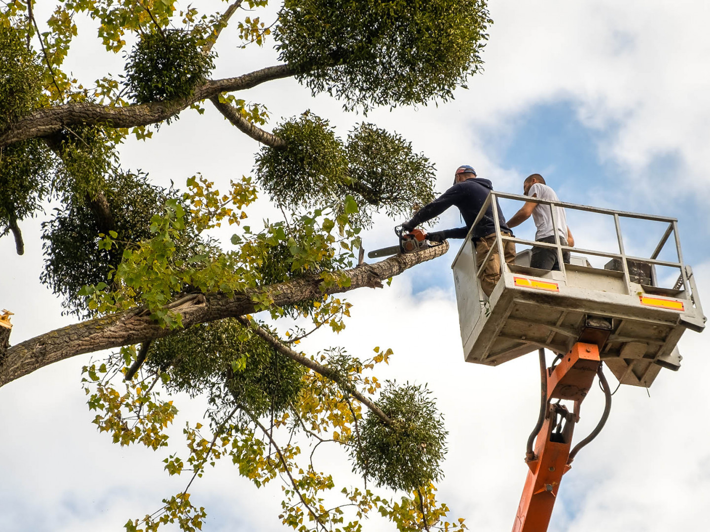 Tree Trimming Services; Dead Wood Removal | Fortuna, CA | Tree Tactics